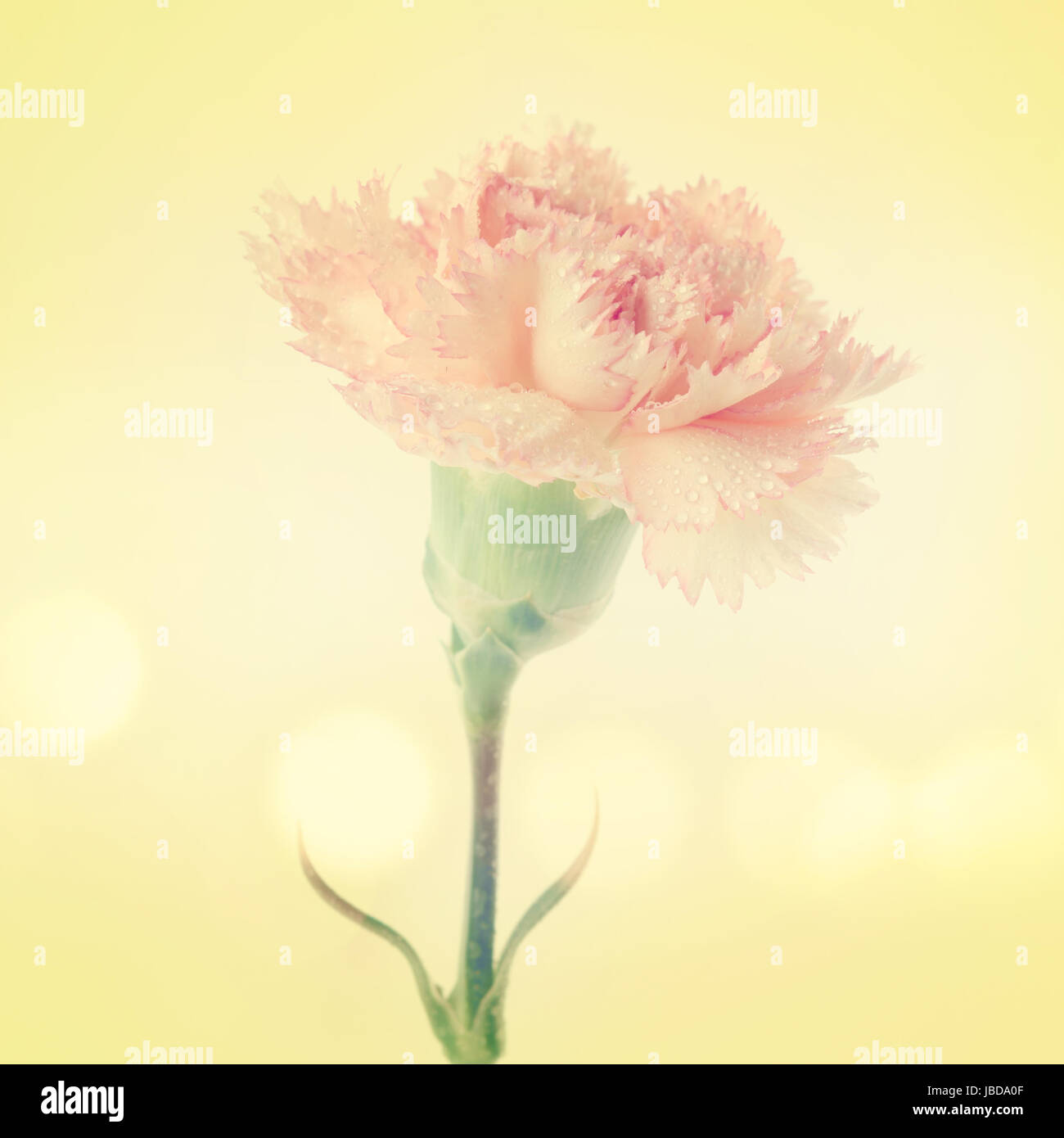 Wet carnation flower carnation flower hi-res stock photography and ...
