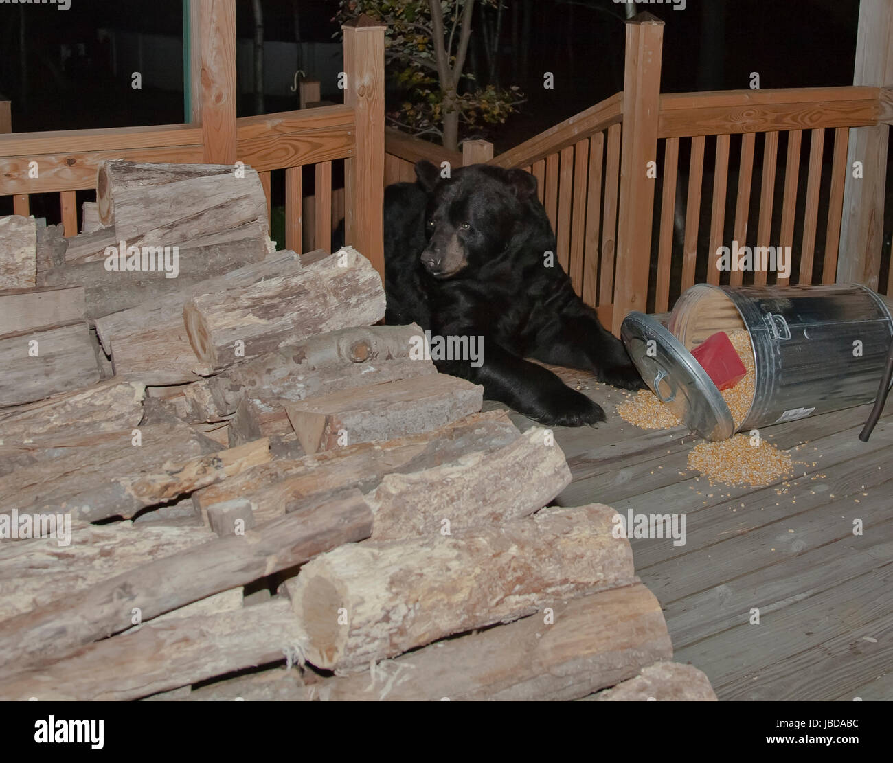 Large Black Bear Enjoying Mid-Night Snack Stock Photo - Alamy