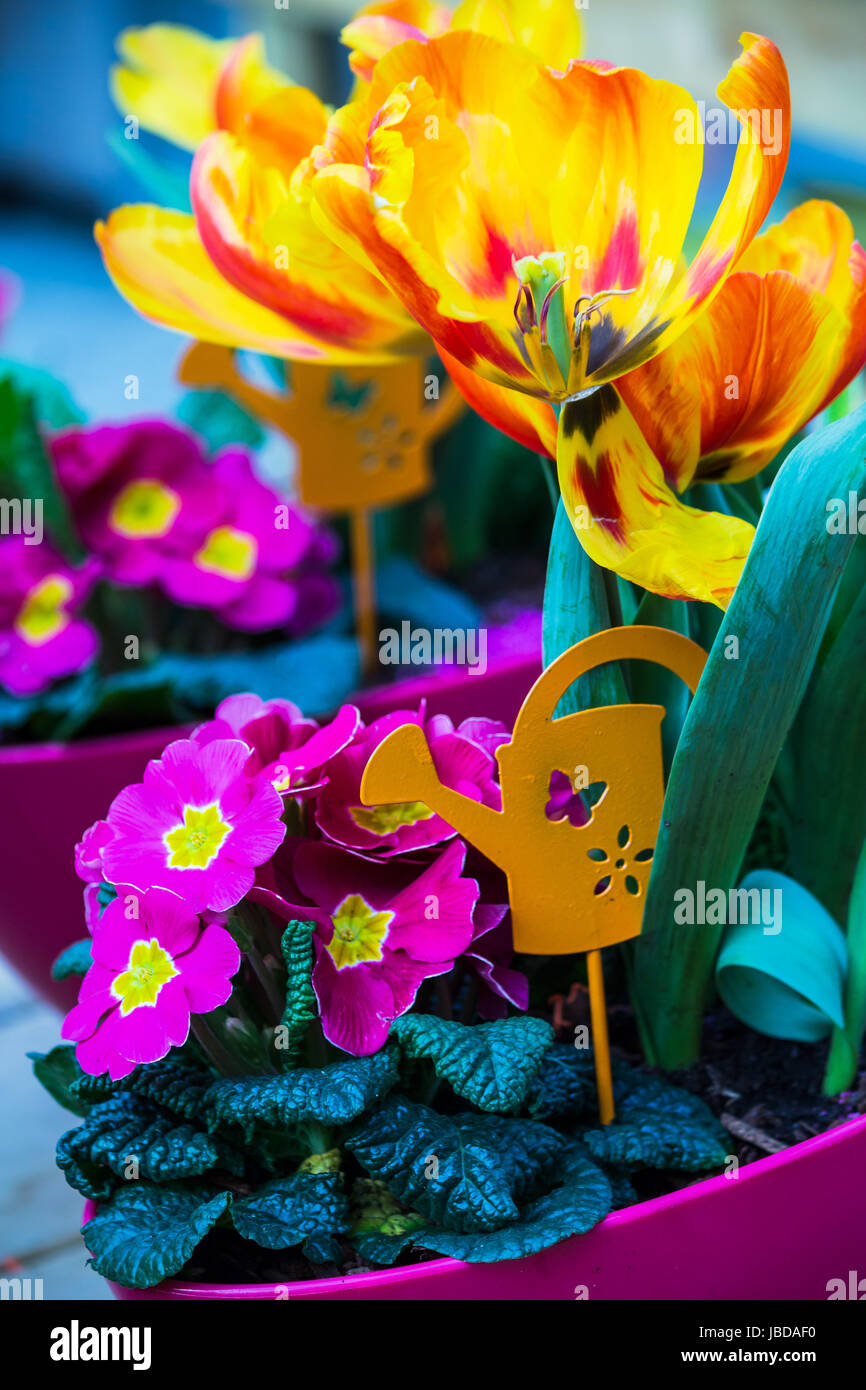 arrangement of spring flowers in the mirror Stock Photo - Alamy