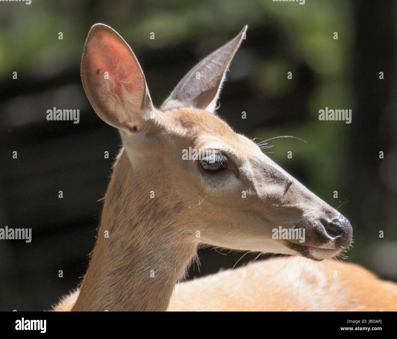 Whitetail Doe Portraits Stock Photo - Alamy