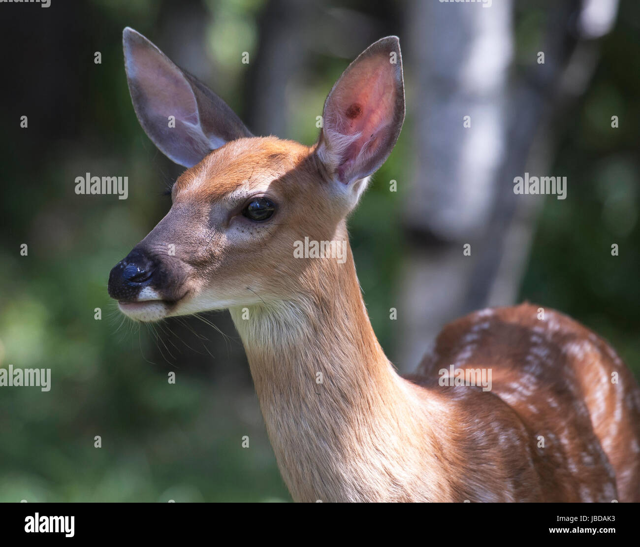 Whitetail Doe Portraits Stock Photo - Alamy
