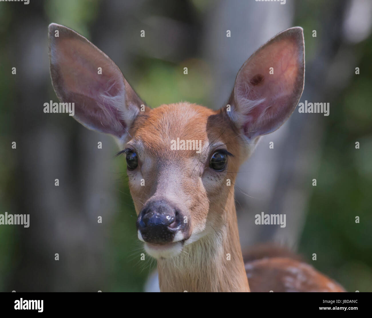 Whitetail Doe Portraits Stock Photo - Alamy