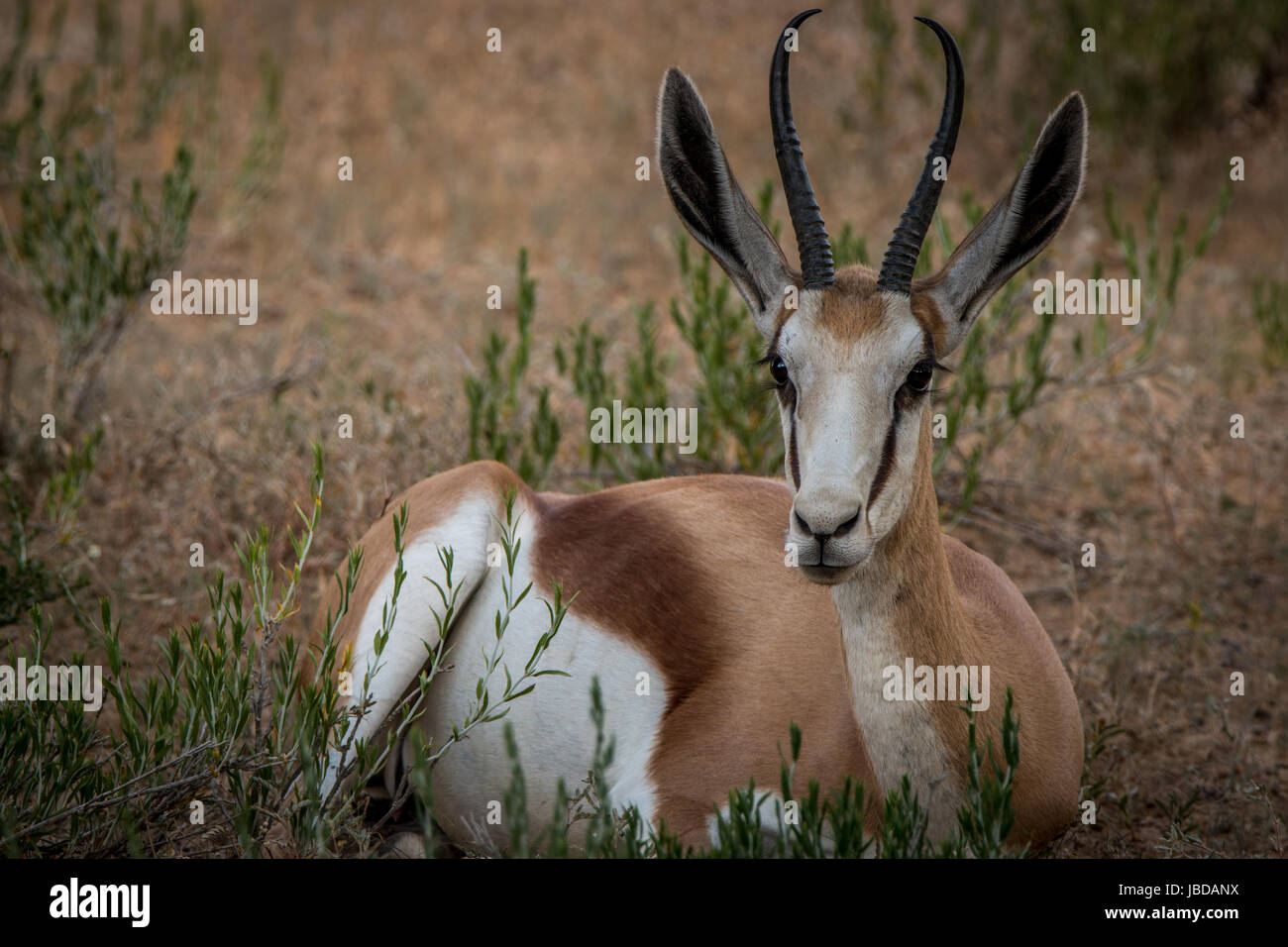 Springbok laying in the grass in the Kgalagadi Transfrontier Park ...