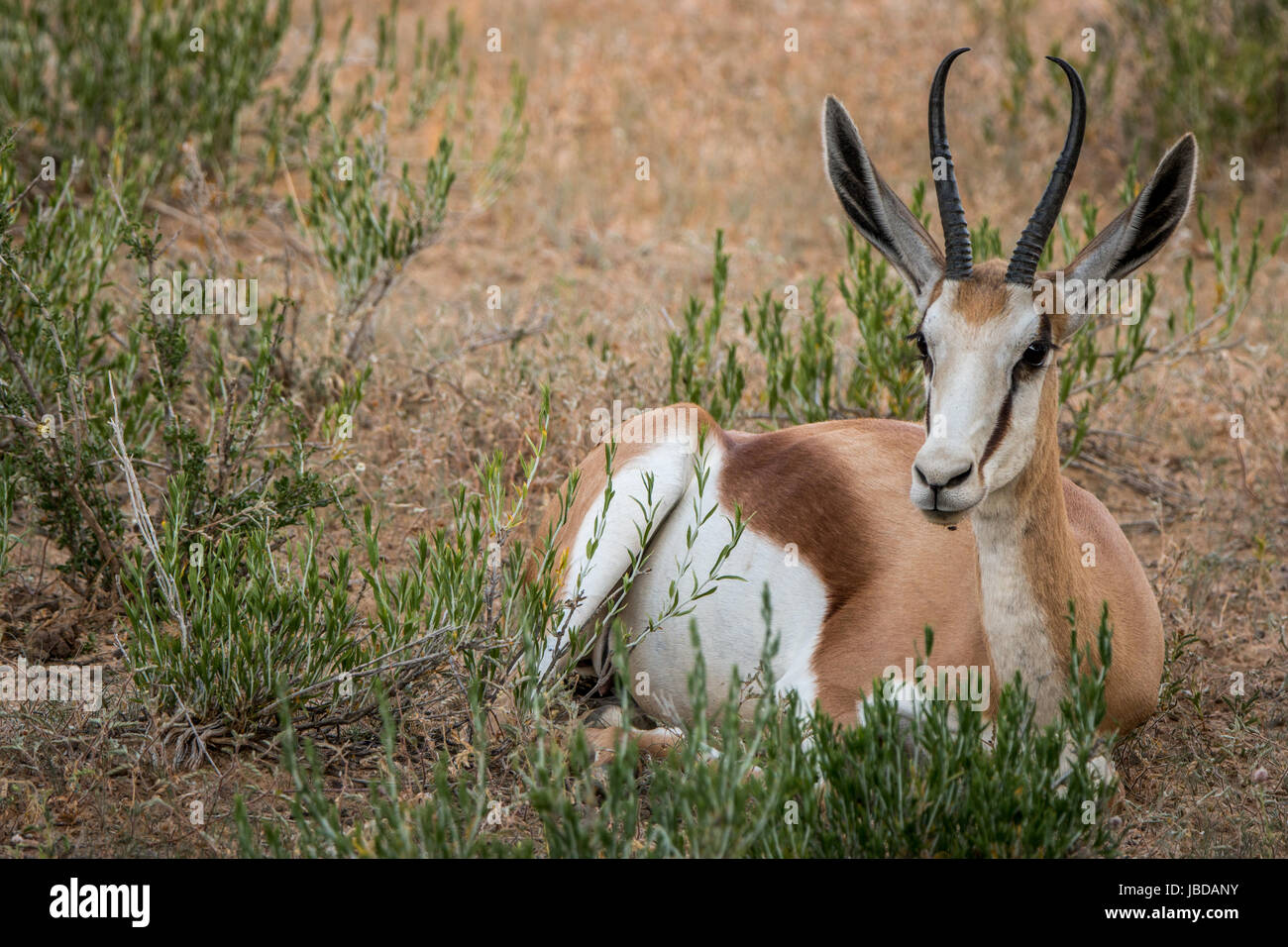 Springbok laying in the grass in the Kgalagadi Transfrontier Park ...