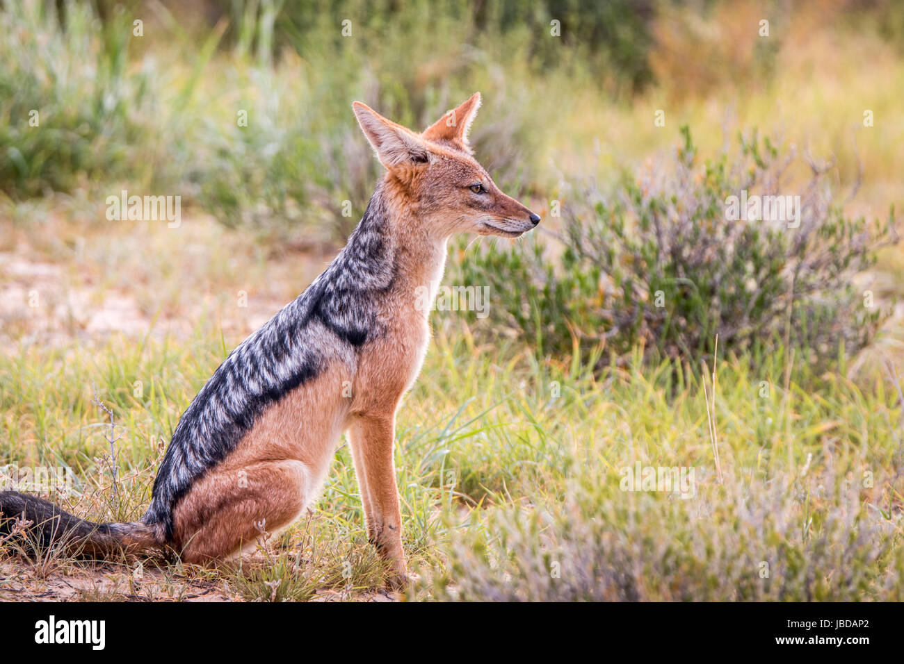Side profile of a sitting Black-backed jackal in the Kgalagadi ...
