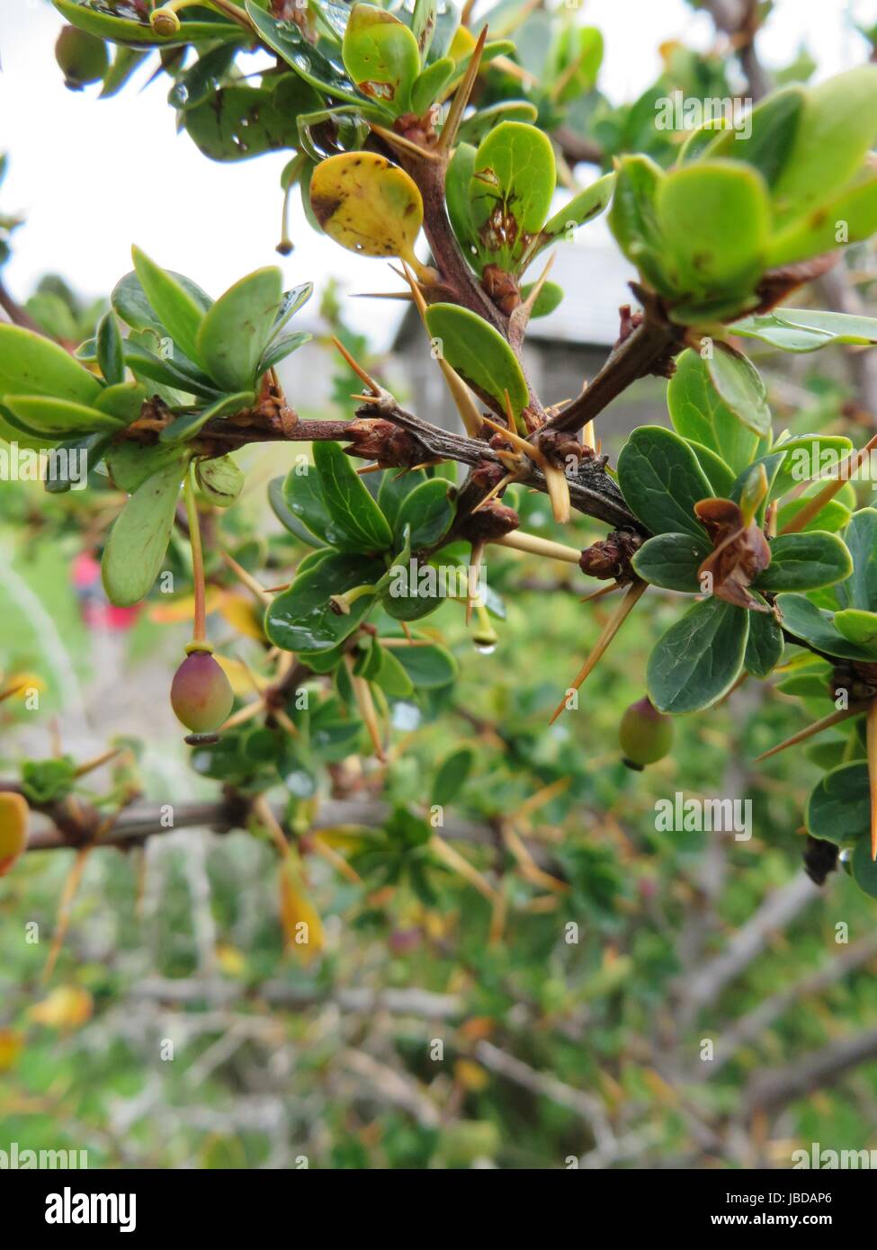 Calafate shrub hi-res stock photography and images - Alamy