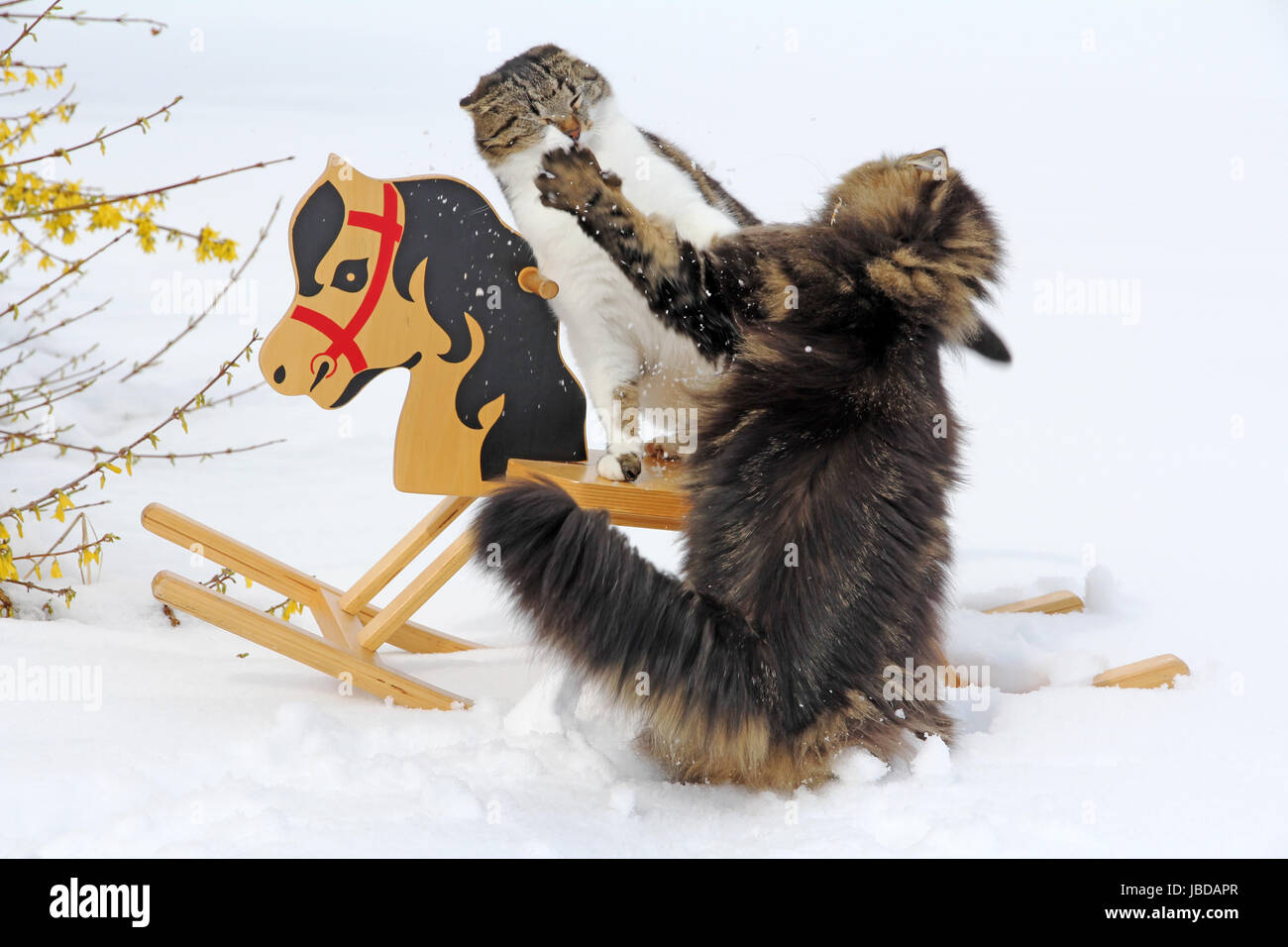 Quarrel cat hi-res stock photography and images - Alamy