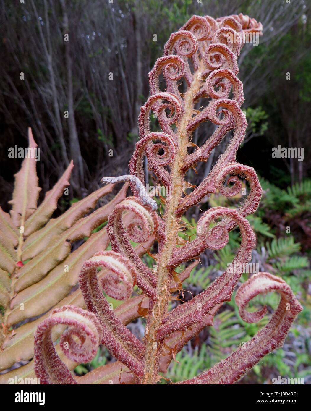 Withered fern hi-res stock photography and images - Alamy