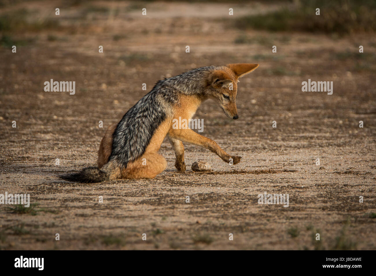 Black-backed jackal playing in the sand in the Kgalagadi Transfrontier ...