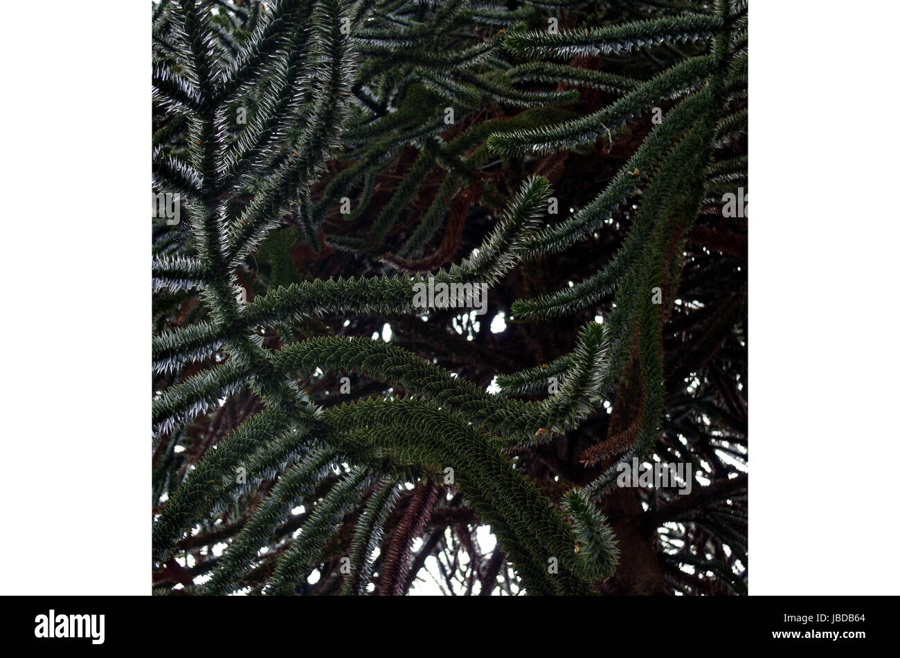 An unusual green tree with prickly leaves and branches bent as if ...