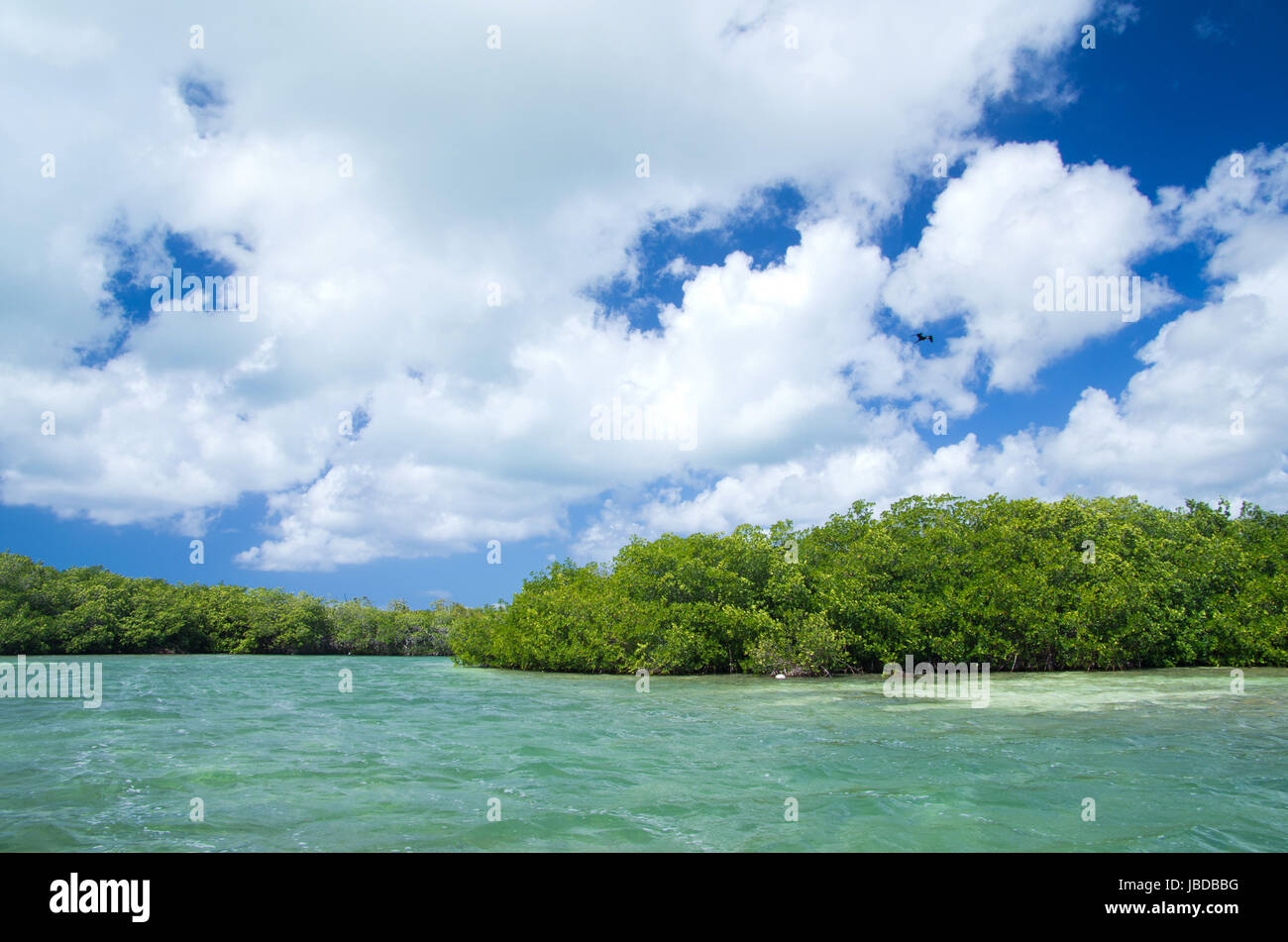 mangrove trees in caribbean sea Stock Photo - Alamy