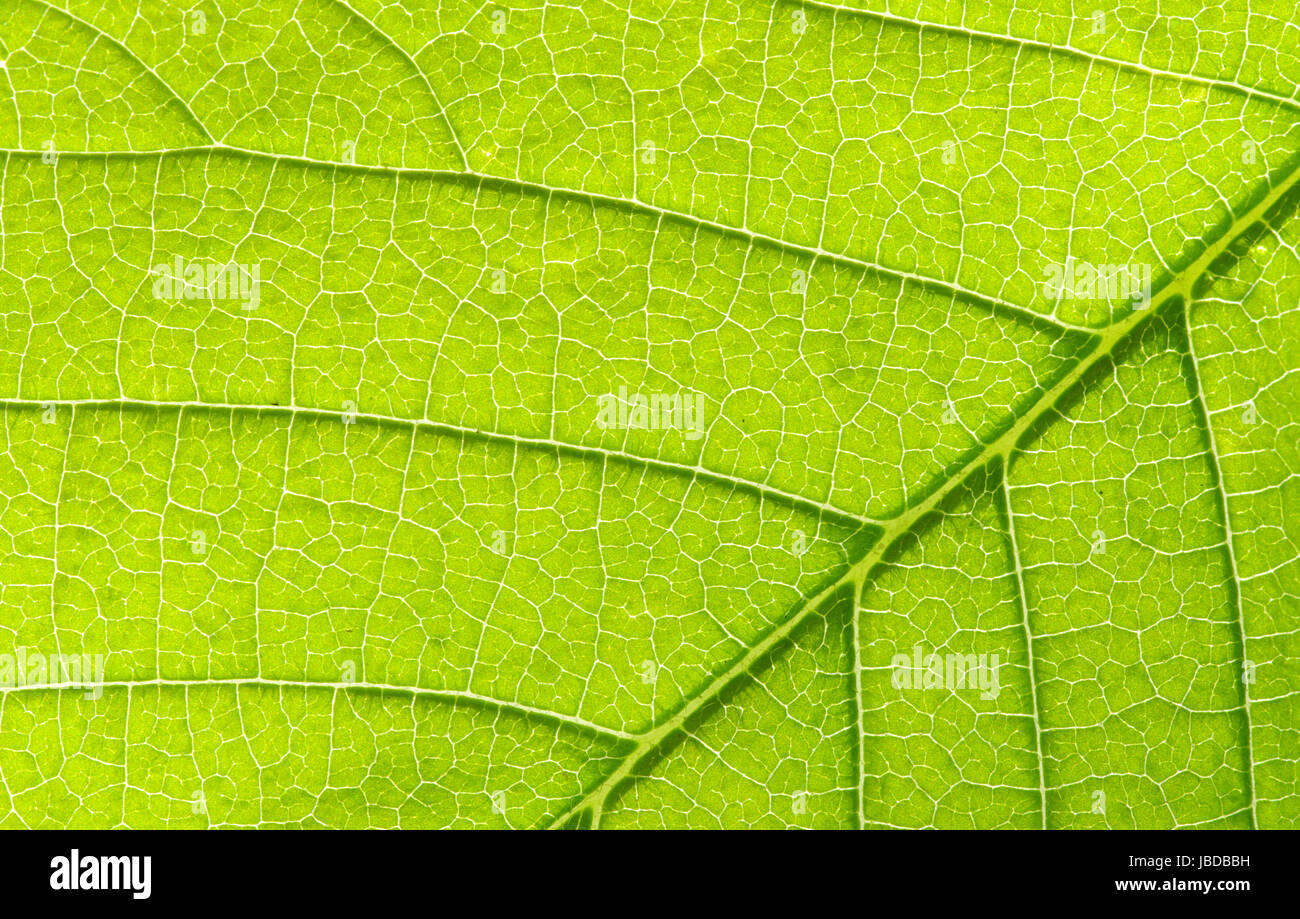 structure of leaf natural background Stock Photo - Alamy