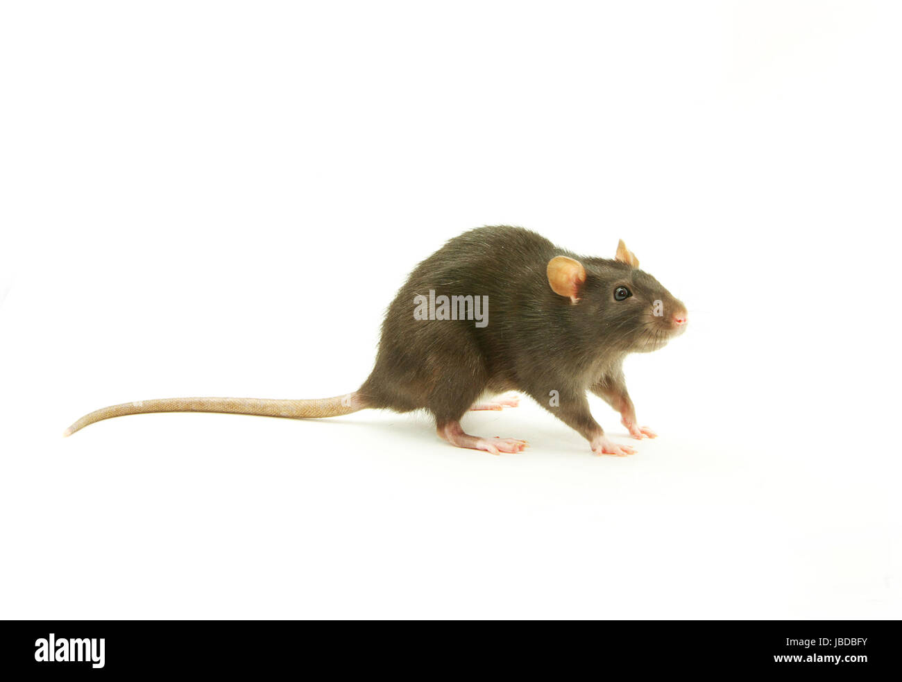 funny rat isolated on white background Stock Photo - Alamy