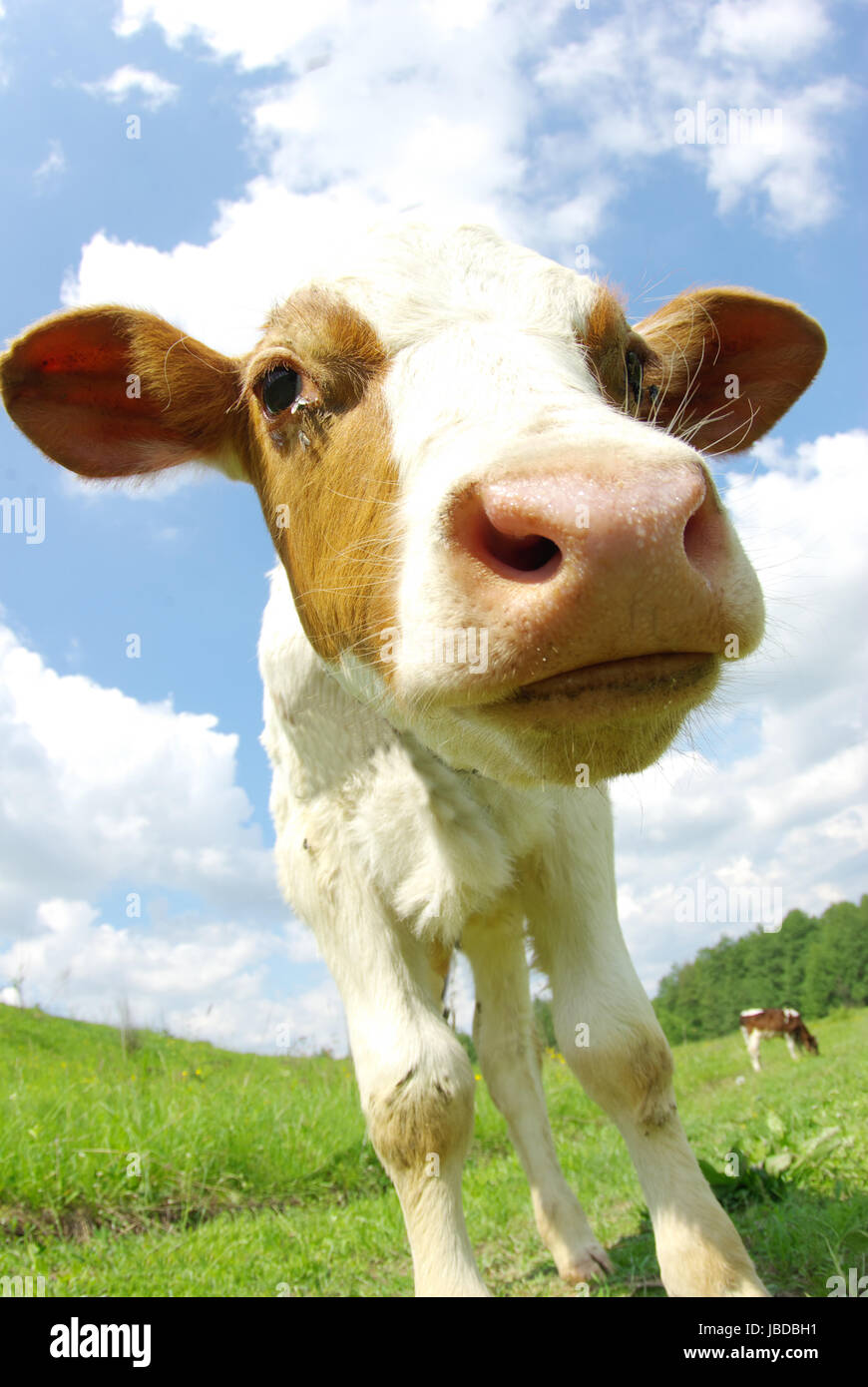 cow in the field looking at you Stock Photo - Alamy