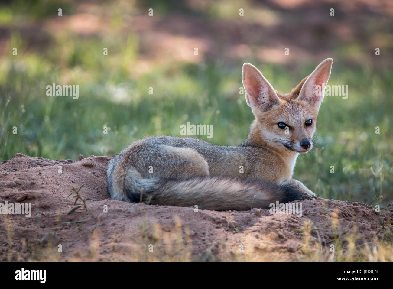 Cape fox laying down in the sand in the Kgalagadi Transfrontier Park ...