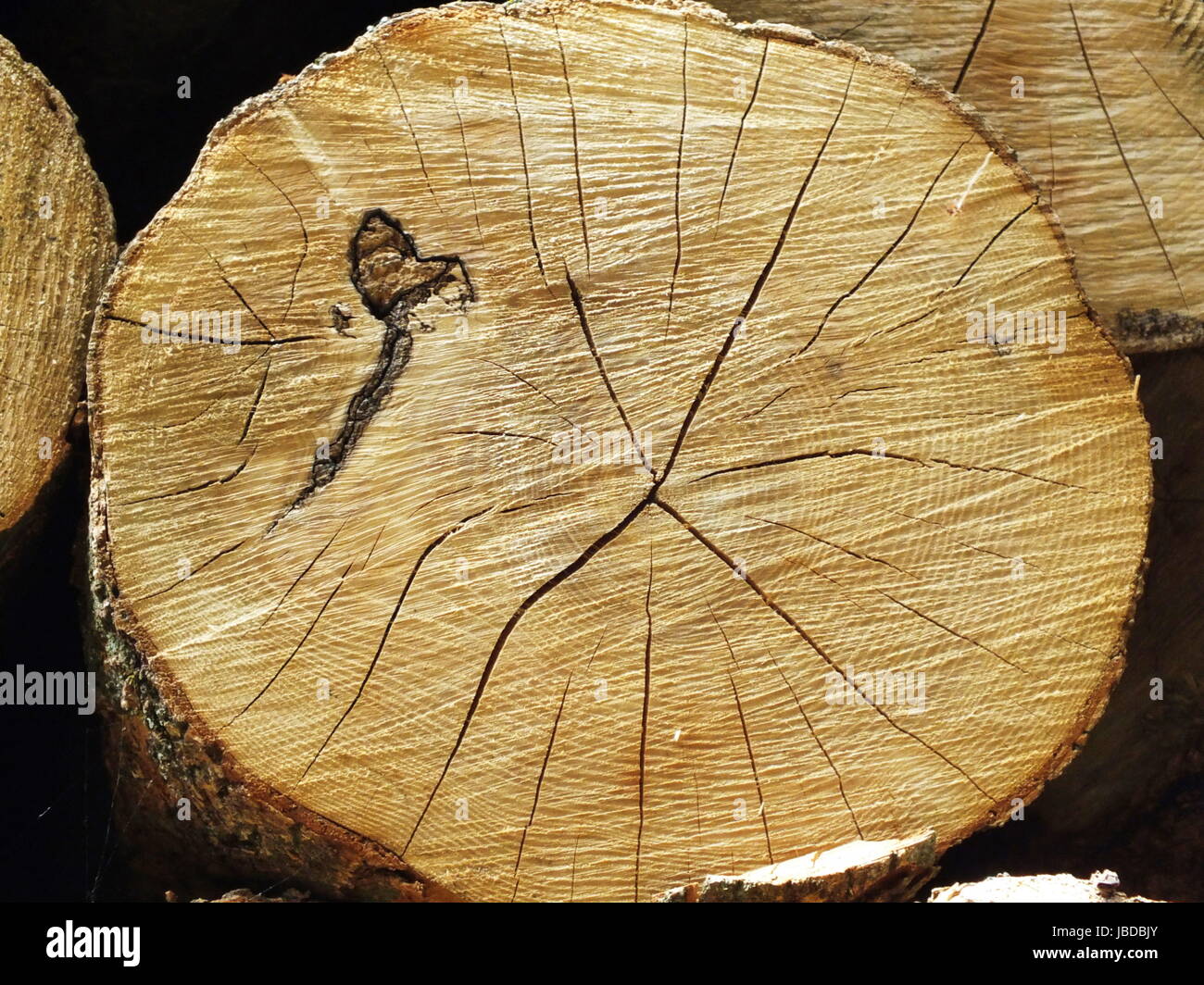 close up of old tree slices as background Stock Photo - Alamy