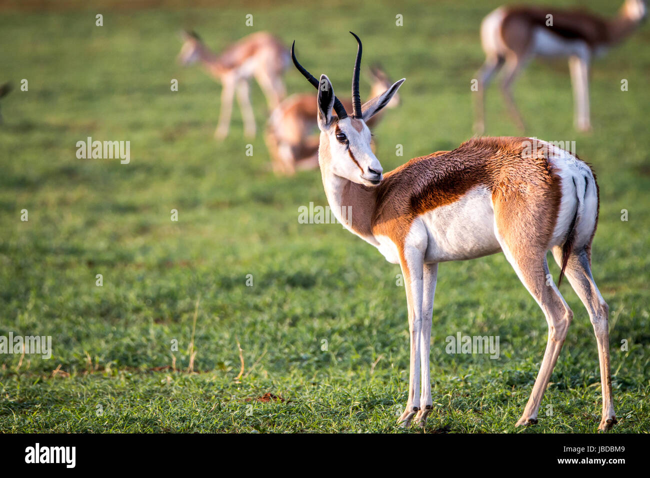 Springbok standing in the grass in the Kgalagadi Transfrontier Park ...
