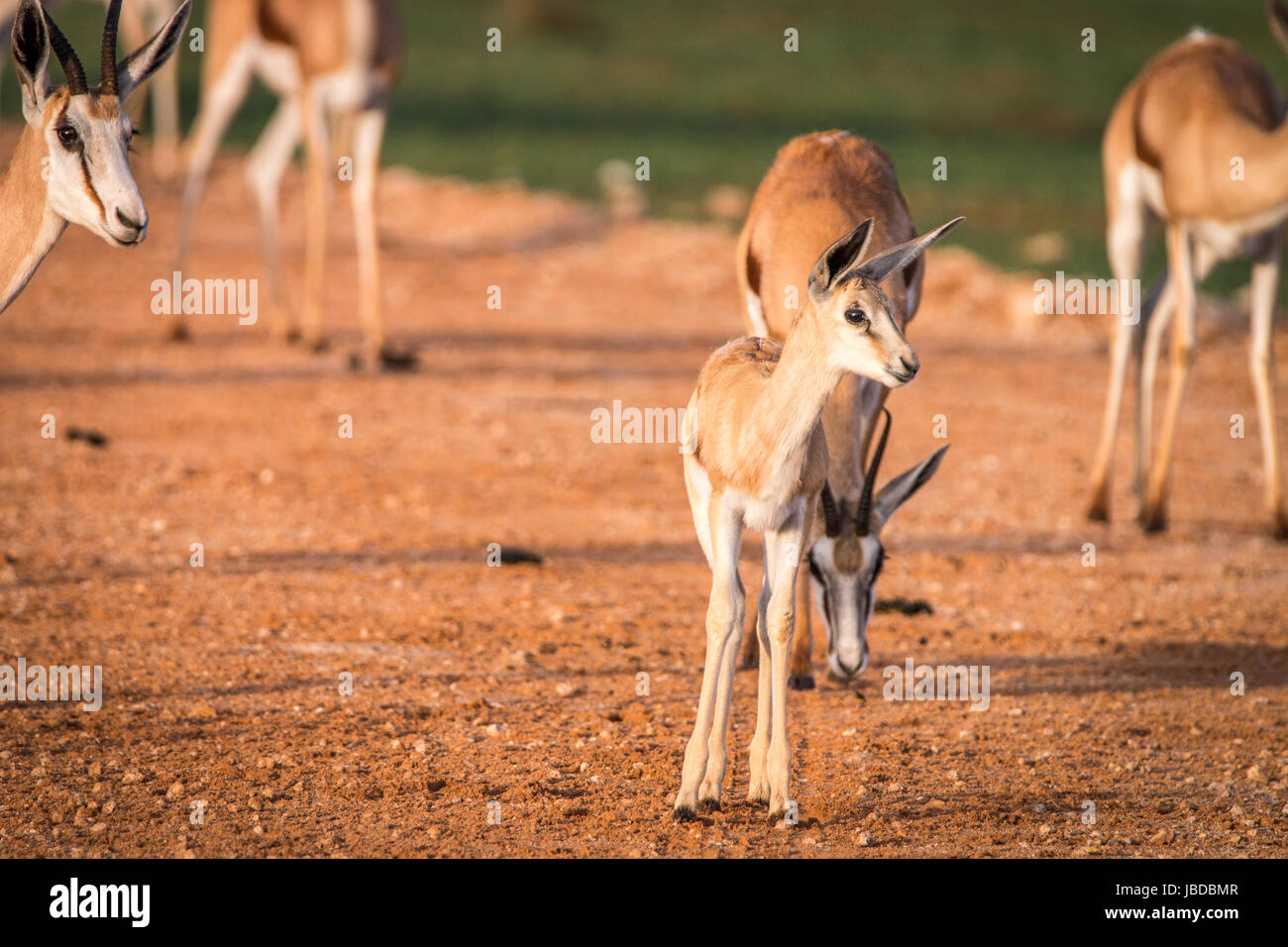 Baby Springbok standing on the road in the Kgalagadi Transfrontier Park ...