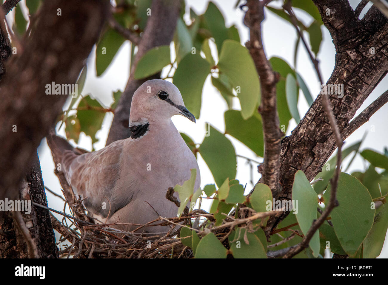 Cape turtle dove sitting on her next in the Kgalagadi Transfrontier ...