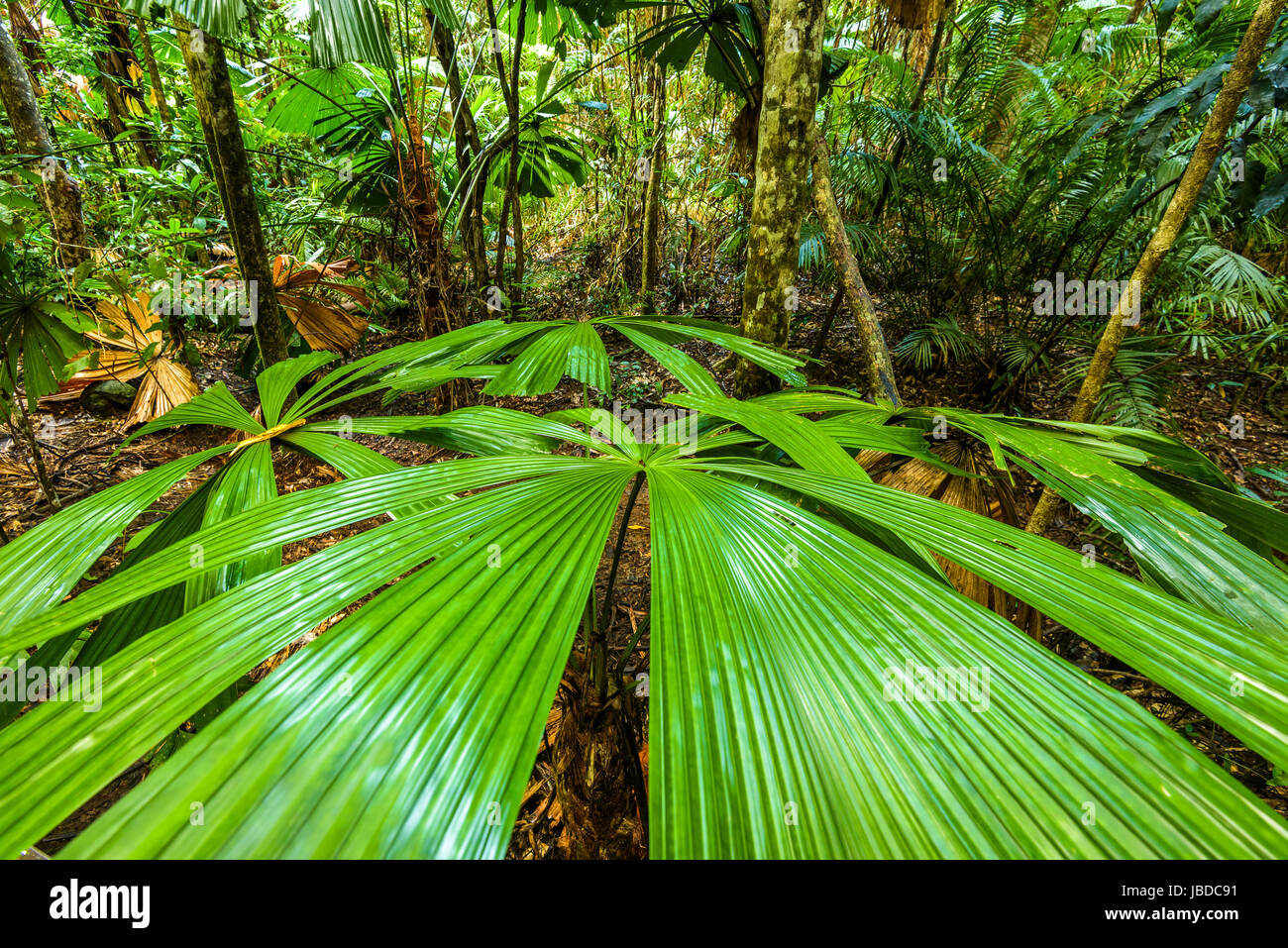 Licuala Ramsayi tree or Fan Palm in the Daintree rainforest, Queensland ...