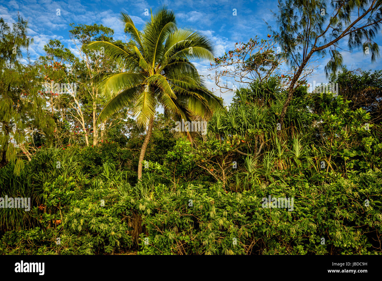 Pulm tree on the coast of Daintree Rainforest Stock Photo - Alamy