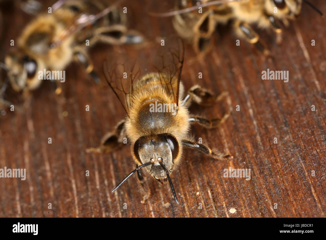 Berlin, Germany, honey bees Stock Photo - Alamy