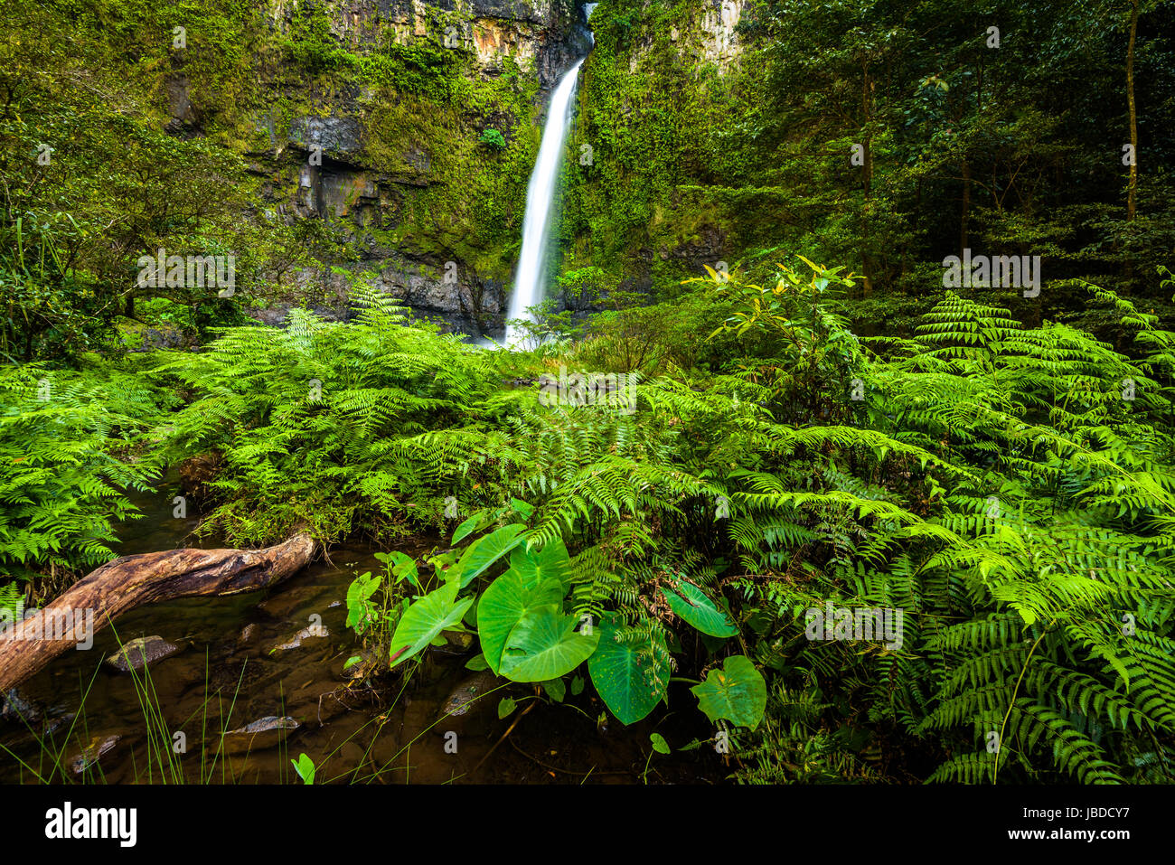 Nandroya Falls at Wooroonooran National Park, Queensland Stock Photo ...