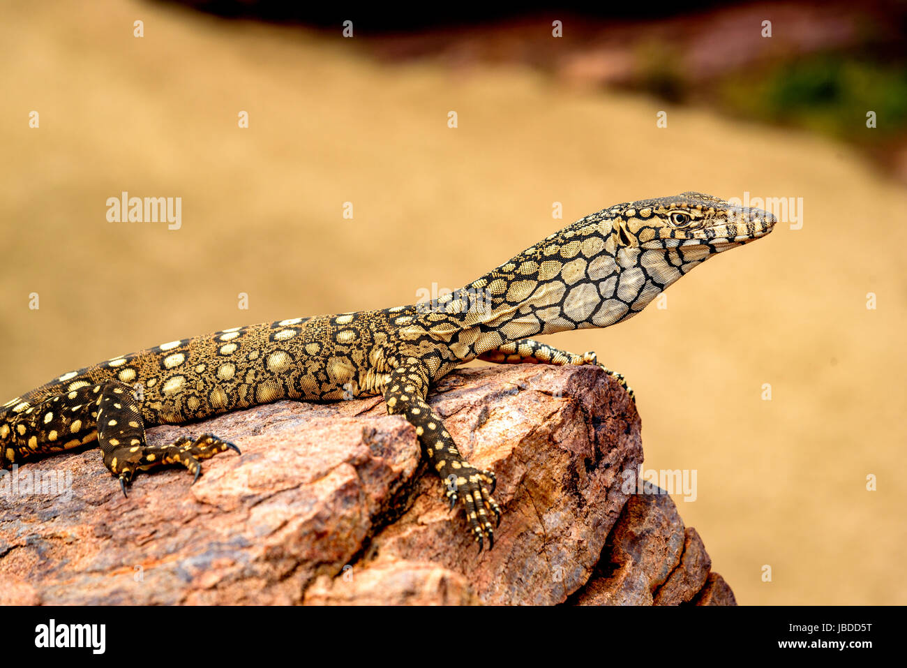Perentie hi-res stock photography and images - Alamy