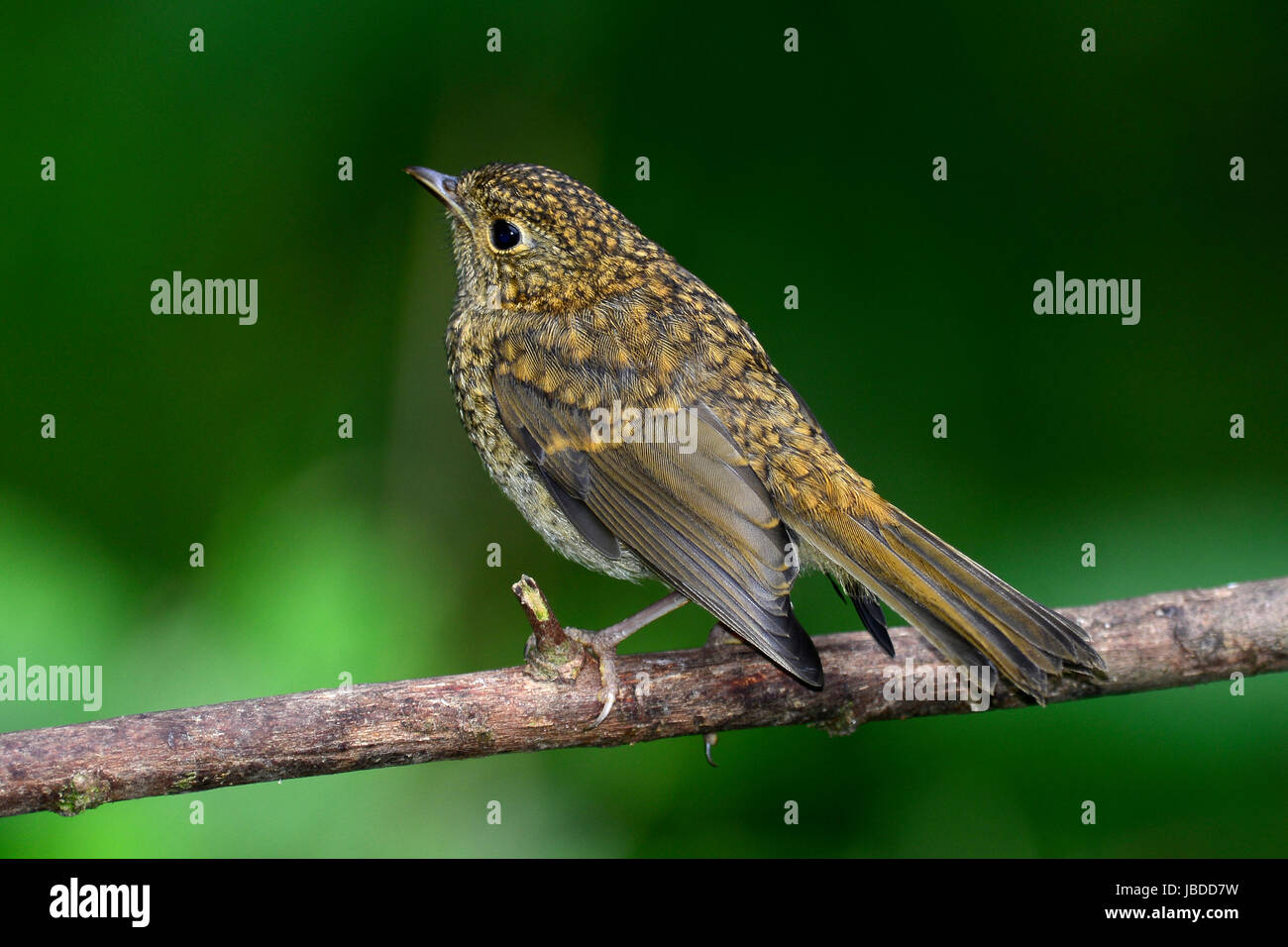 Friendly robins hi-res stock photography and images - Alamy