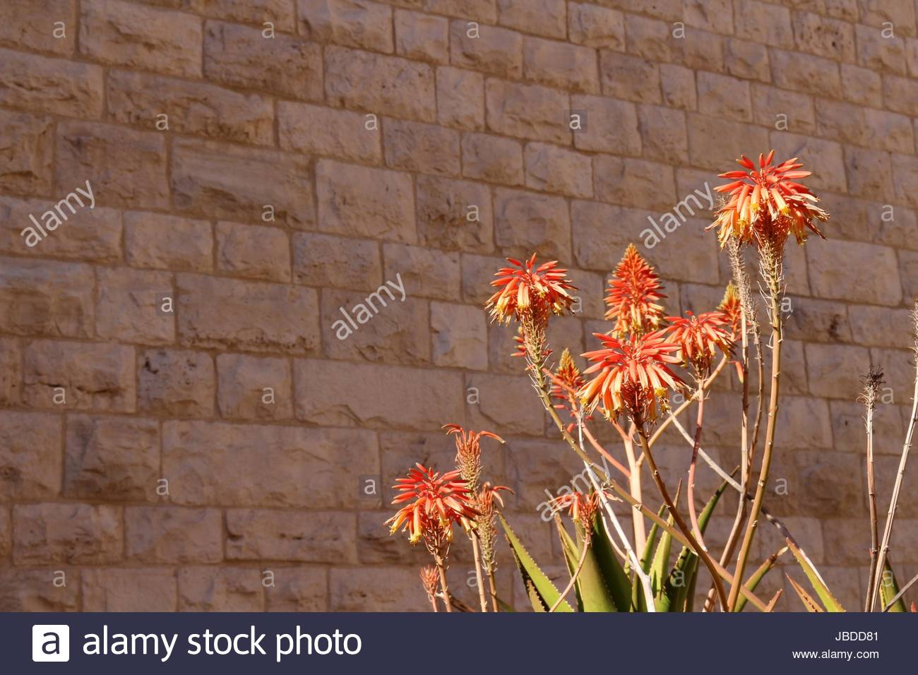 Aloe Vera Flowers Red High Resolution Stock Photography and Images - Alamy