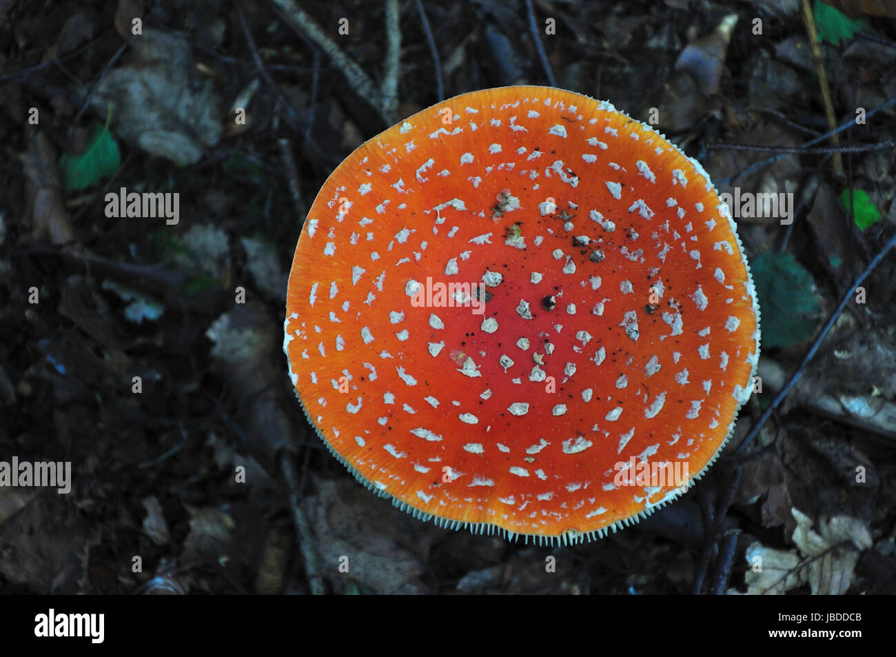 Toadstool cap hi-res stock photography and images - Alamy