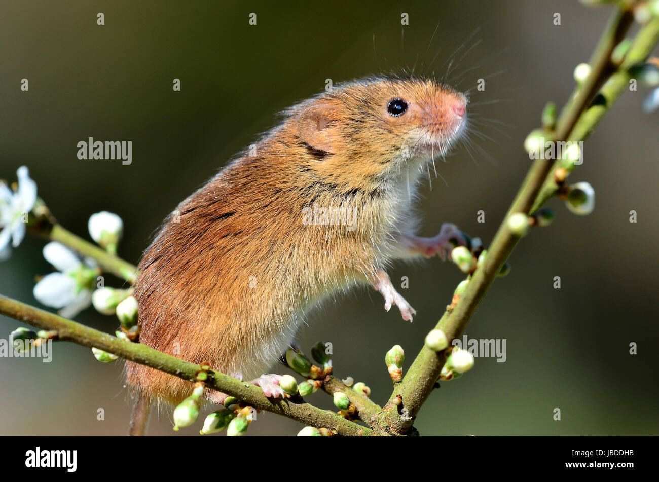 Acrobatic mouse hi-res stock photography and images - Alamy