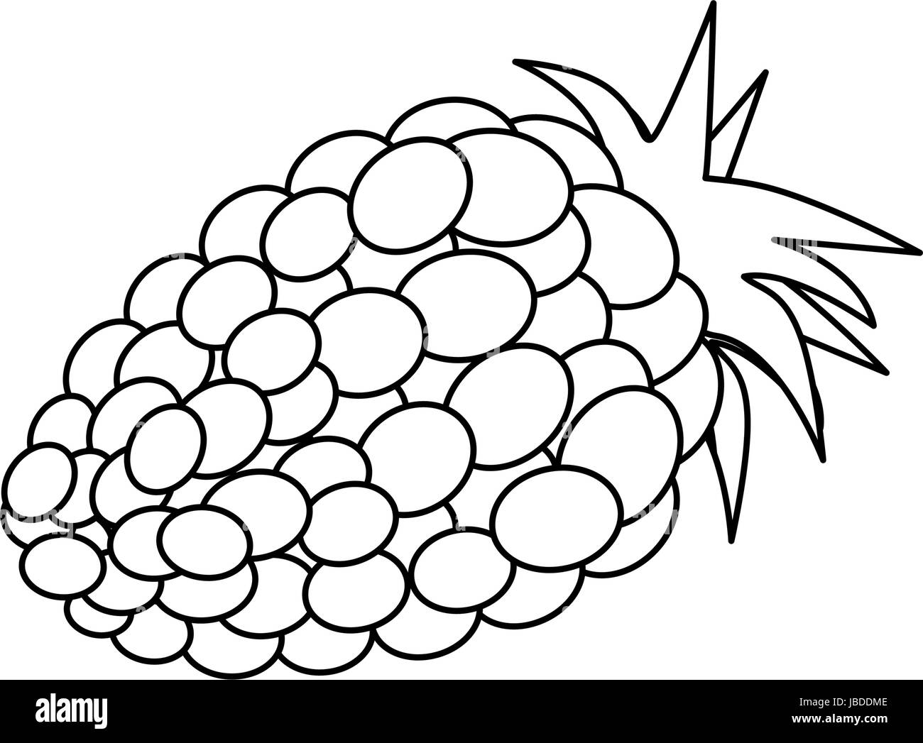 blackberry fruit icon Stock Vector Image & Art - Alamy