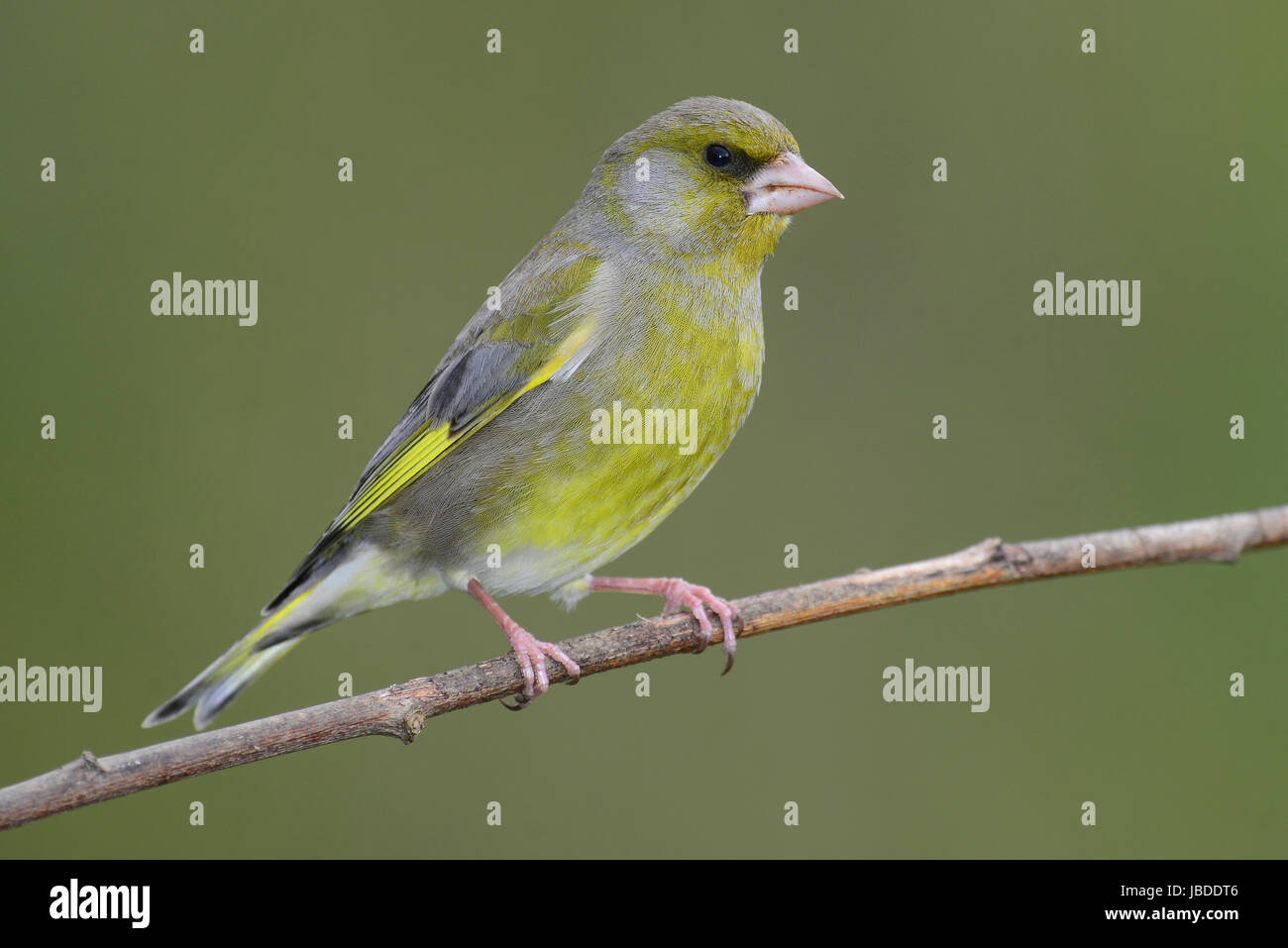 British greenfinches hi-res stock photography and images - Alamy
