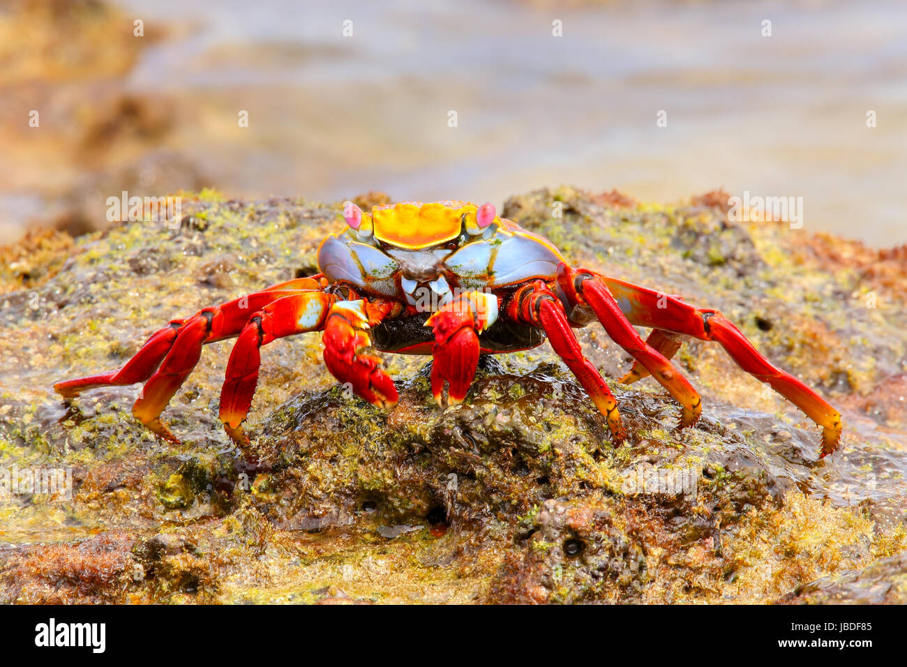 Sally lightfoot crab (Grapsus grapsus) on Chinese Hat island, Galapagos ...
