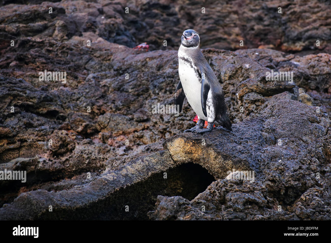 Galapagos Penguin (Spheniscus mendiculus) standing on top of the lava ...