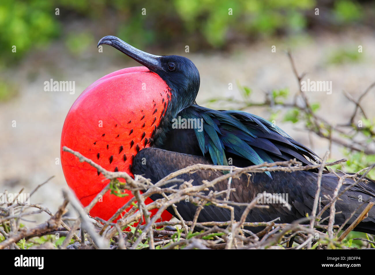 Male Great Frigatebird (Fregata minor) on Genovesa Island, Galapagos ...