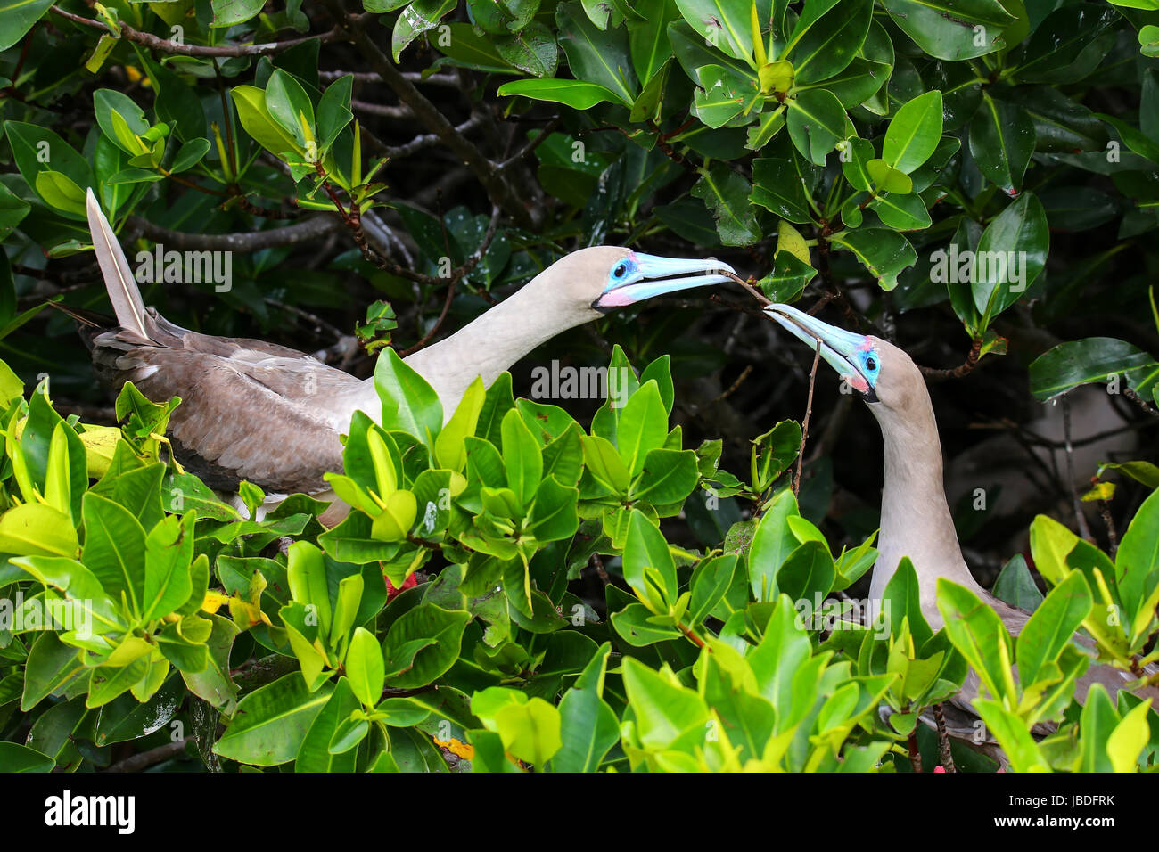 Red-footed boobies breeding behavior, Genovesa island, Galapagos ...