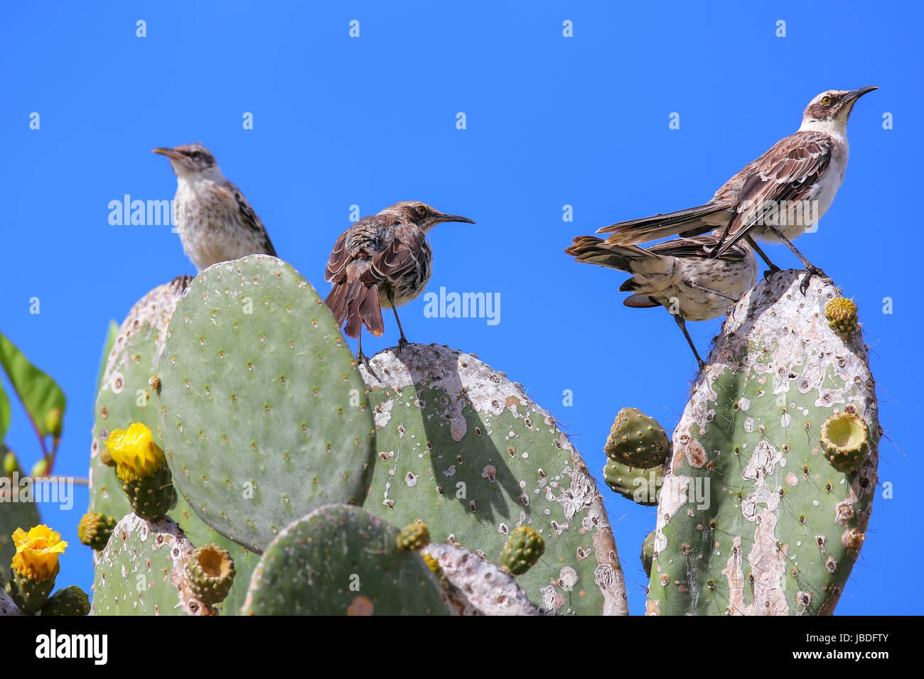 Galapagos Mockingbirds (Nesomimus parvulus) sitting on a cactus ...
