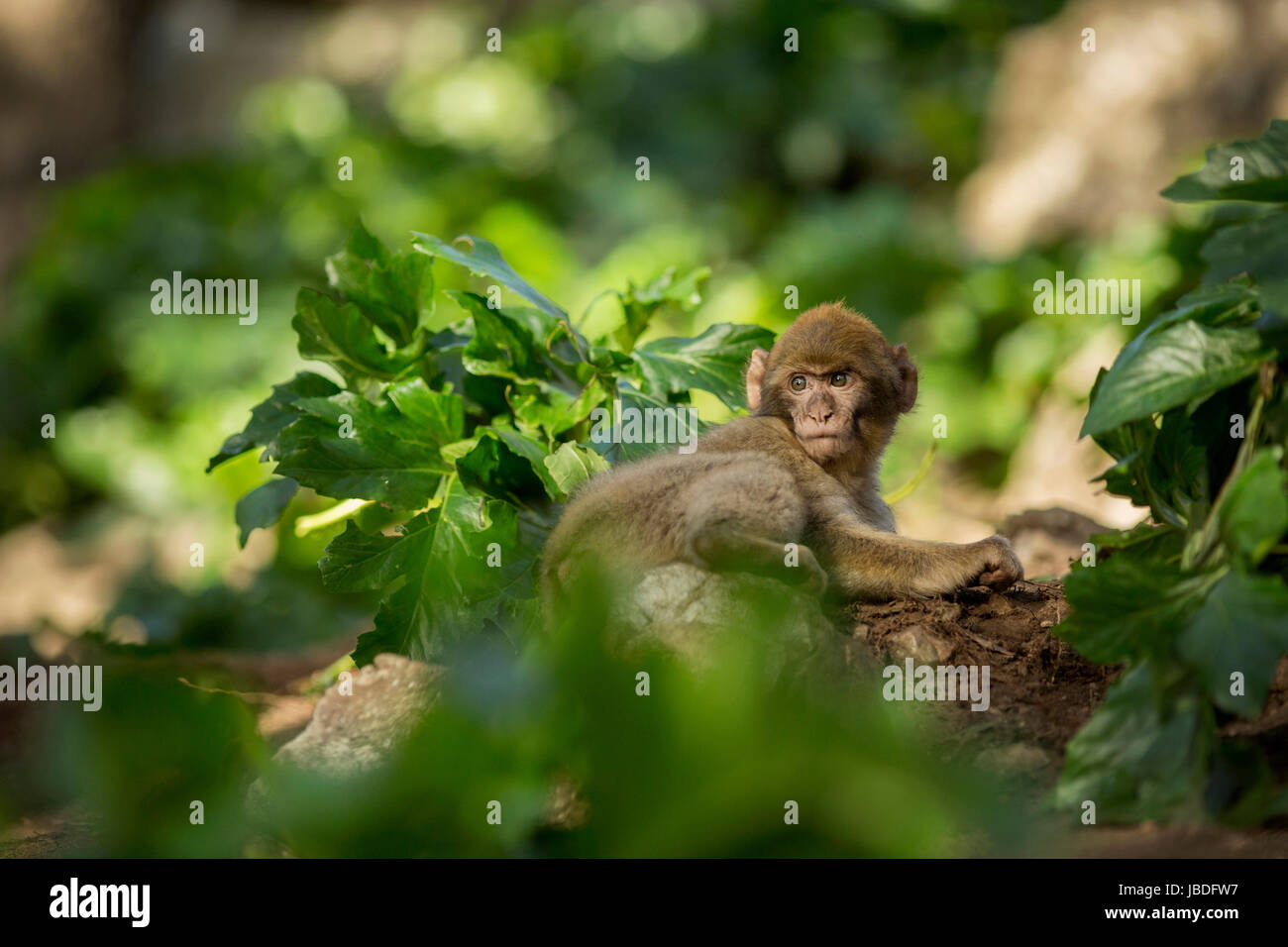 Gibraltar barbary macaque family hi-res stock photography and images ...
