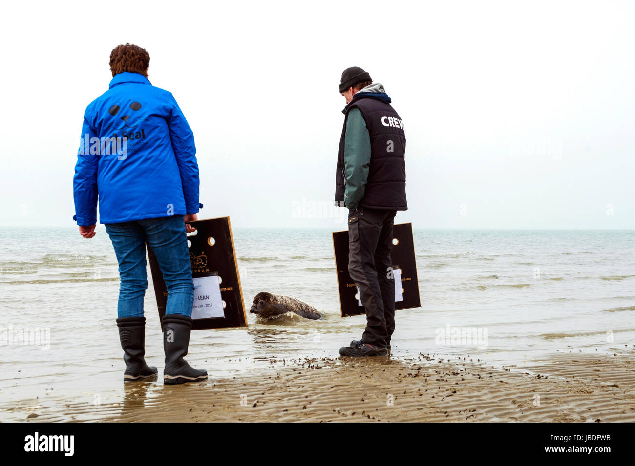 sick seal on the beach with veterinarian Stock Photo - Alamy