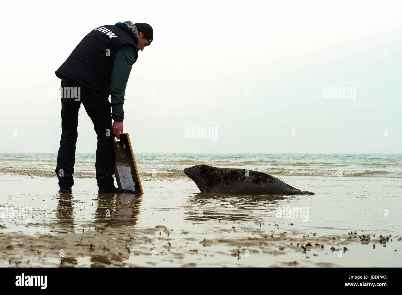 Sick Seal On Beach High Resolution Stock Photography and Images - Alamy