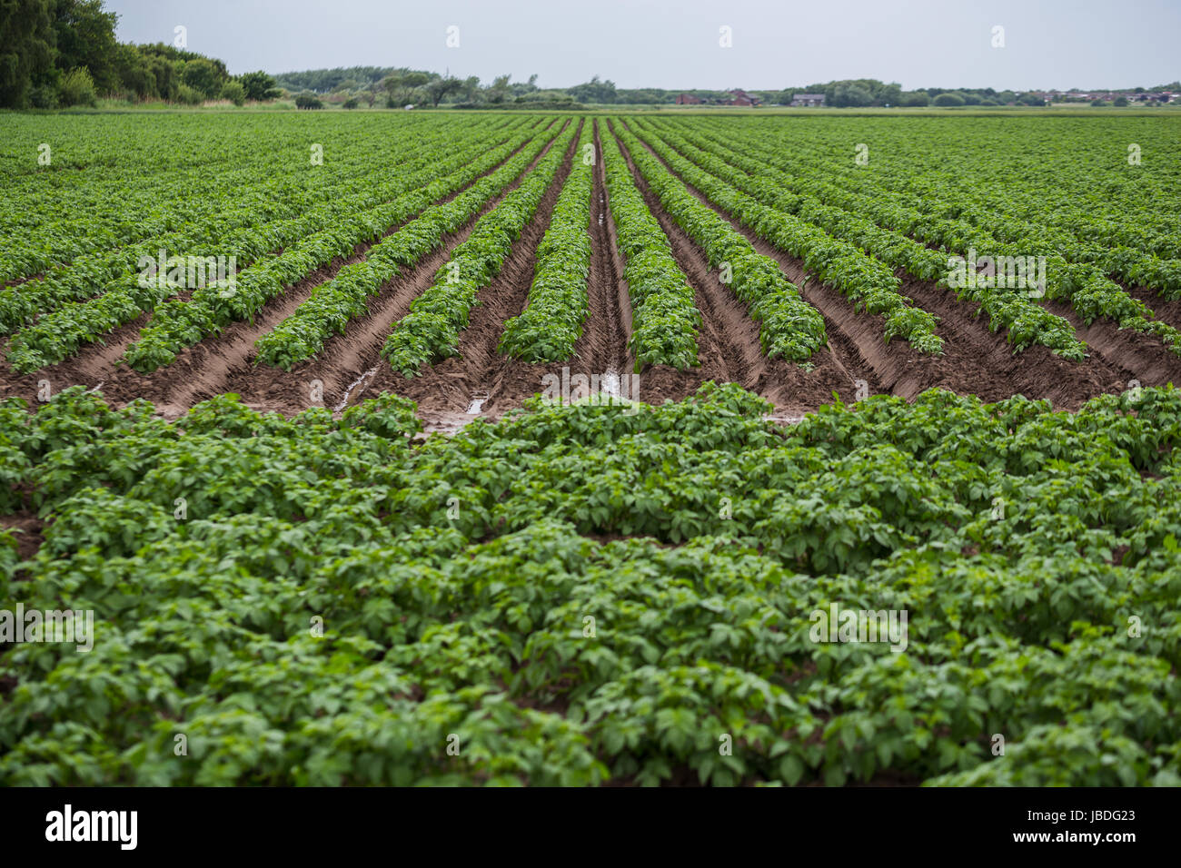 Looking down the rows of potato plants growing in the soil, captured in ...