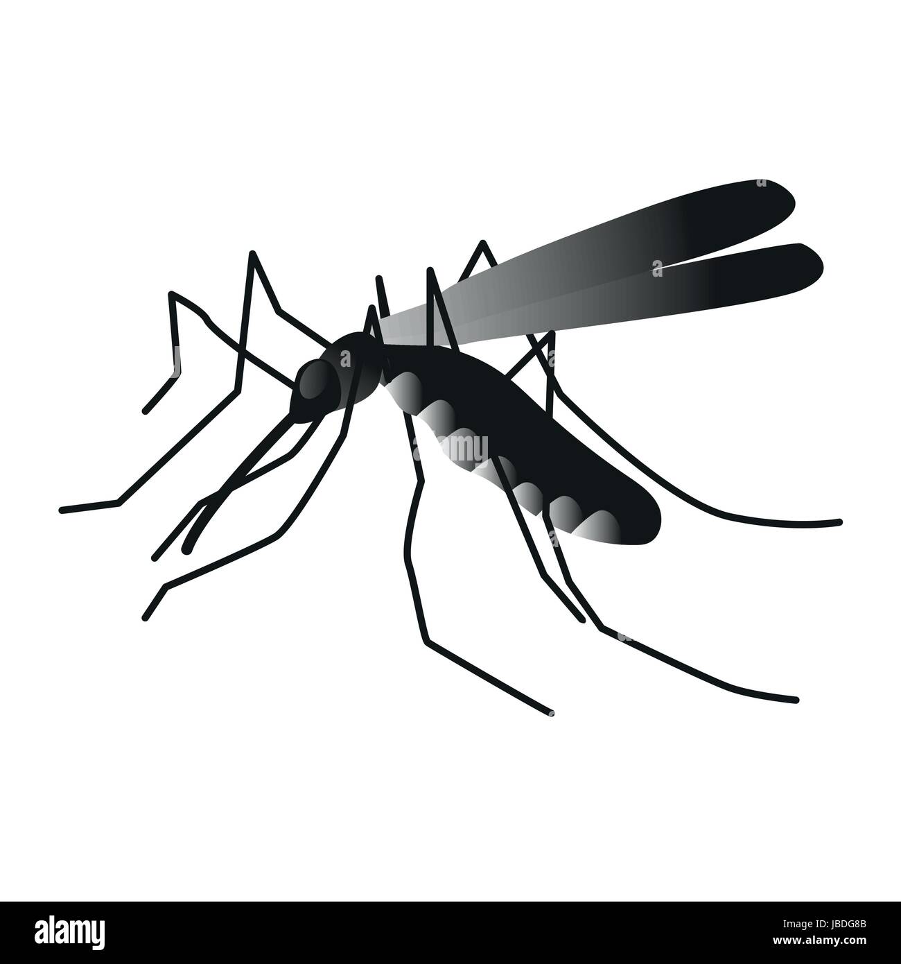Insect. a realistic mosquito. Mosquito isolated on white background ...