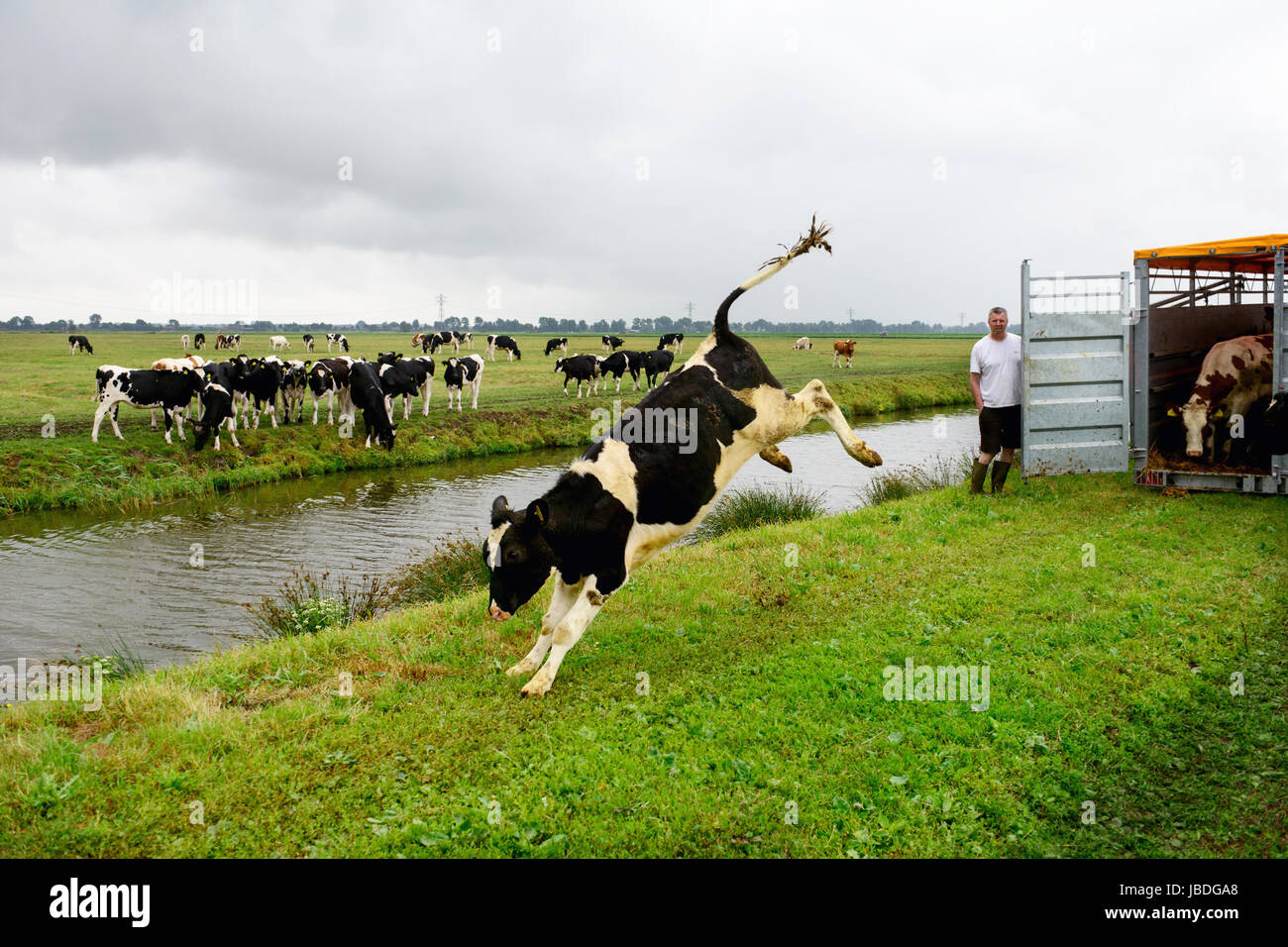 Cow transport hi-res stock photography and images - Alamy