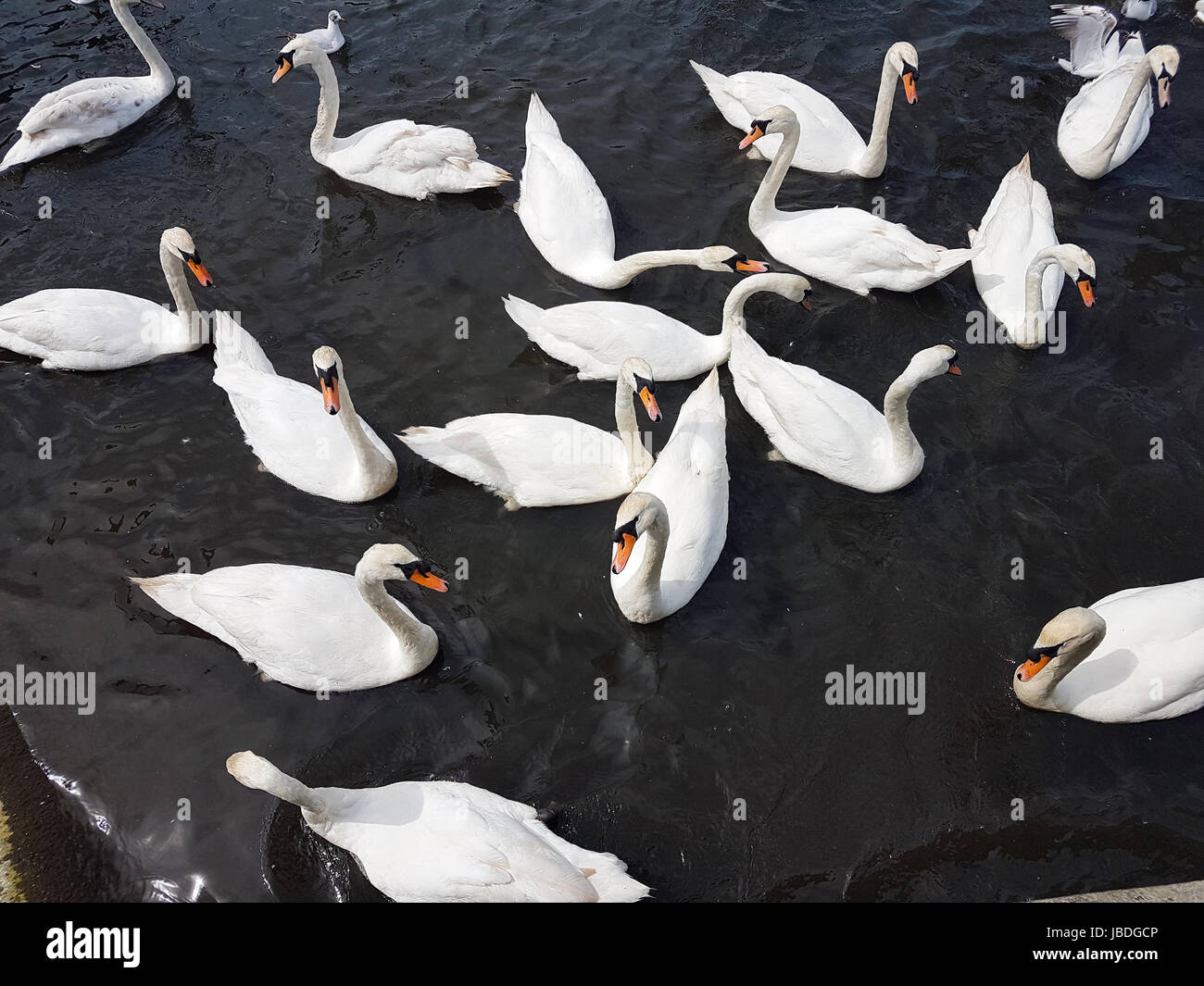 A group of swans together in water from above Stock Photo - Alamy