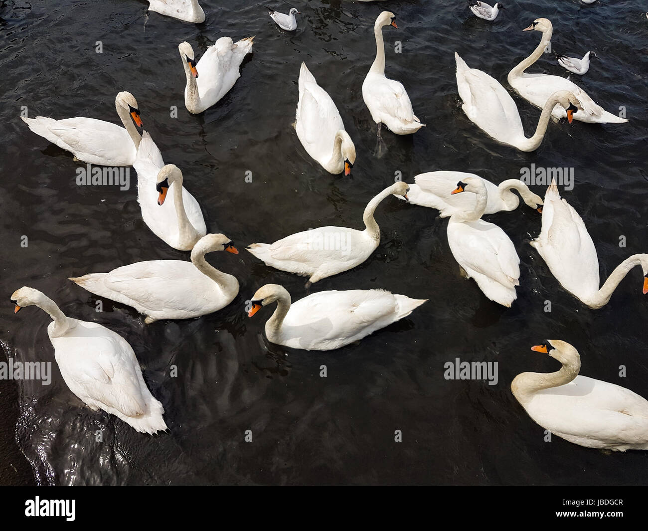 A group of swans together in water from above Stock Photo - Alamy