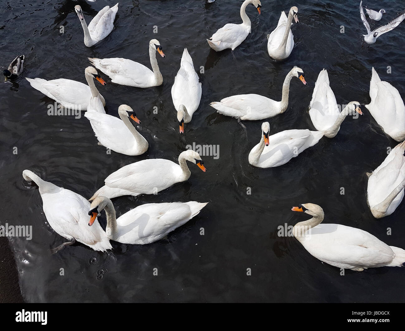 A group of swans together in water from above Stock Photo - Alamy