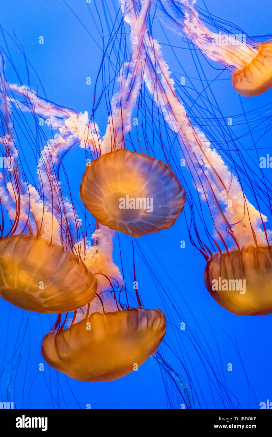 Jelly Fish swimming in ocean Stock Photo - Alamy