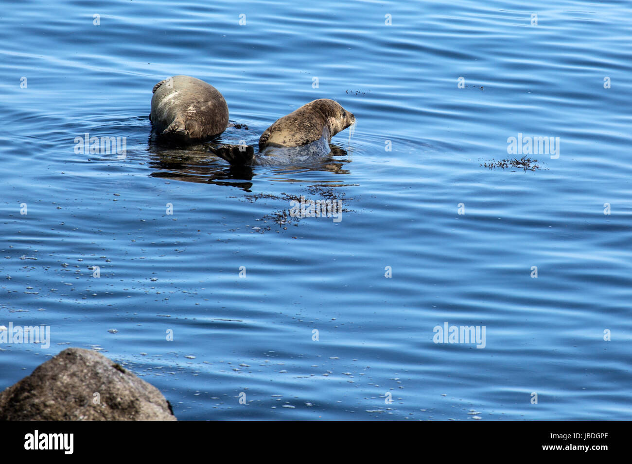 Seals in the water and lounging on the rocks in hi-res stock ...